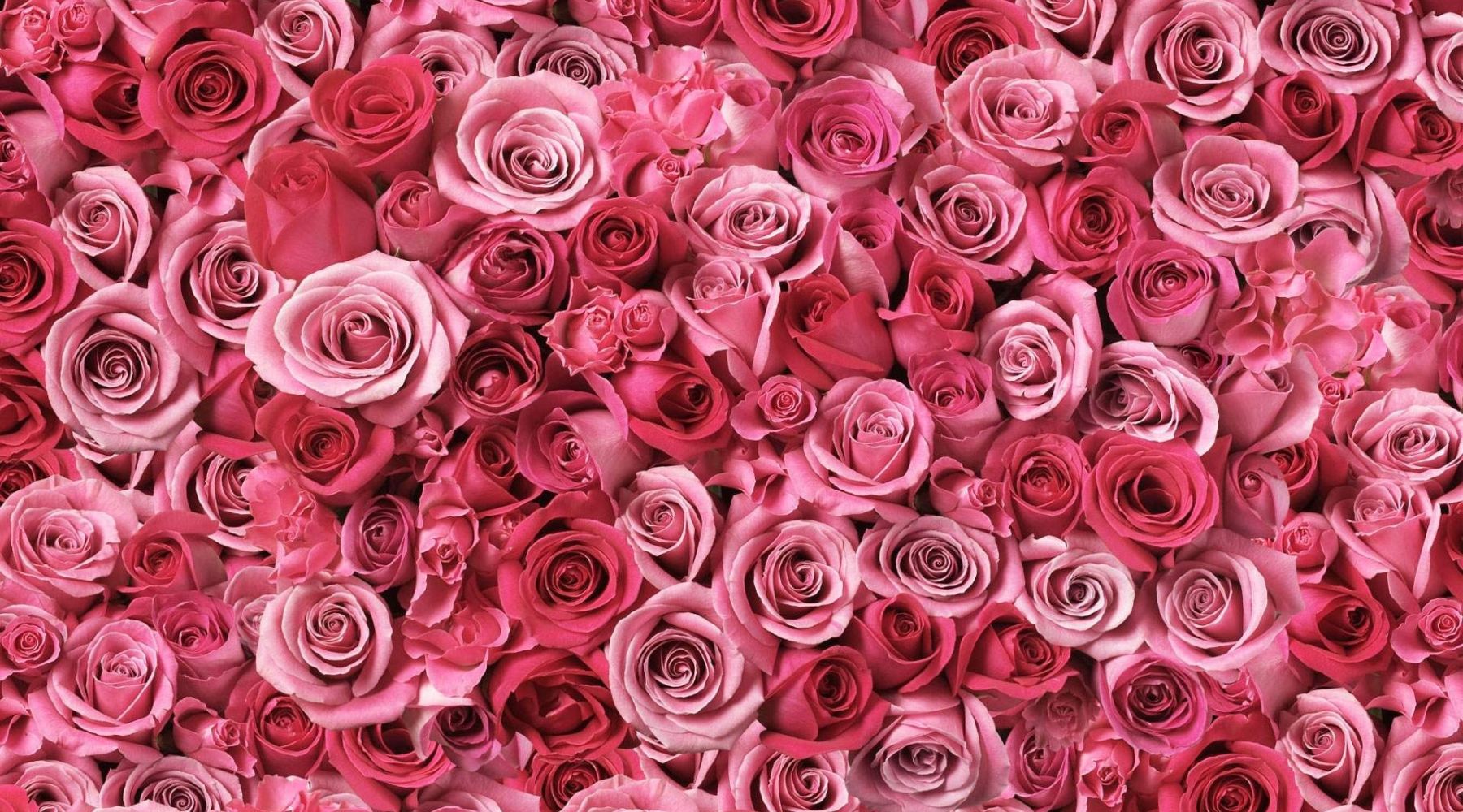 4 Reasons Why Rose Is Important For Your Skin – Reshma Beauty®